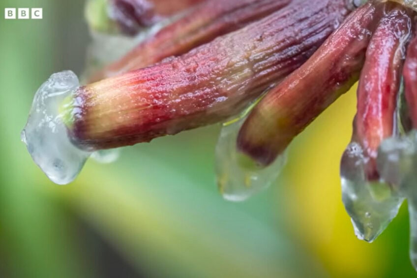 Maize as a self-fertilizing crop - Future Farming