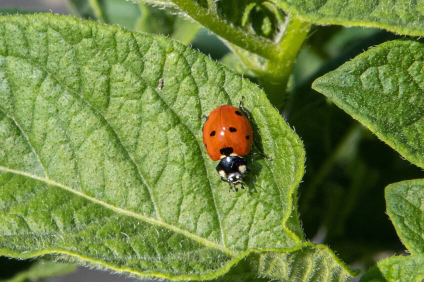 SmartProtect-project focusing on IPM-solutions - Future Farming