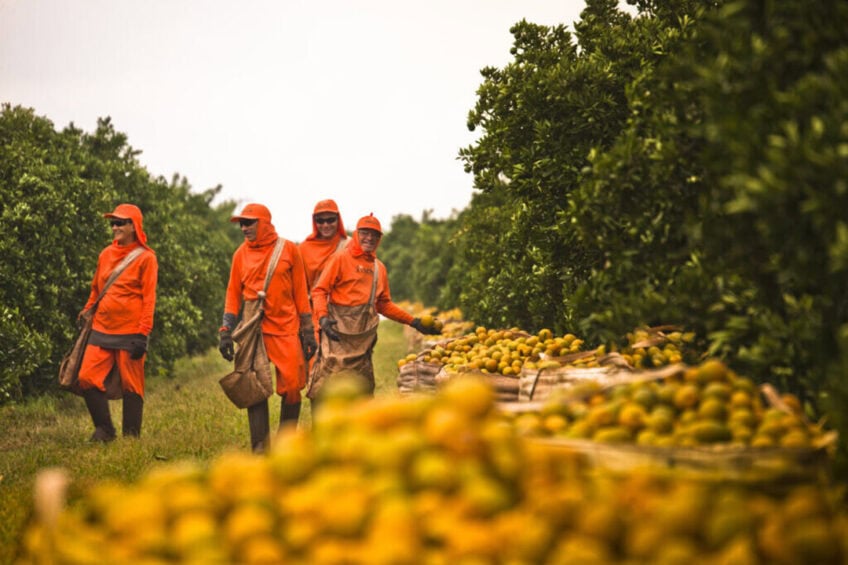 AI squeezes 15% more juice from orange orchards - Future Farming
