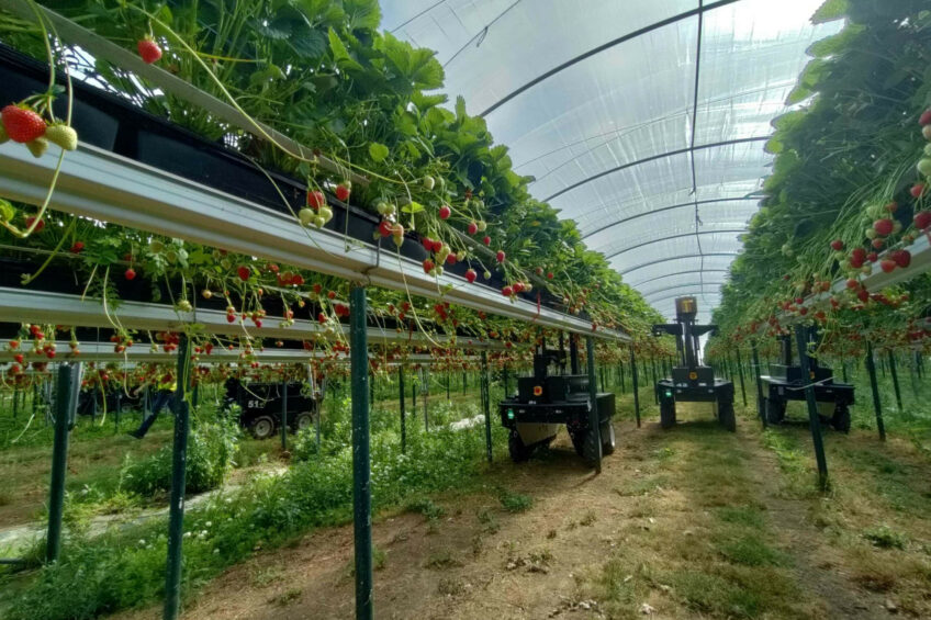 Oishii acquires Tortuga AgTech to scale robotic strawberry harvesting - Future Farming
