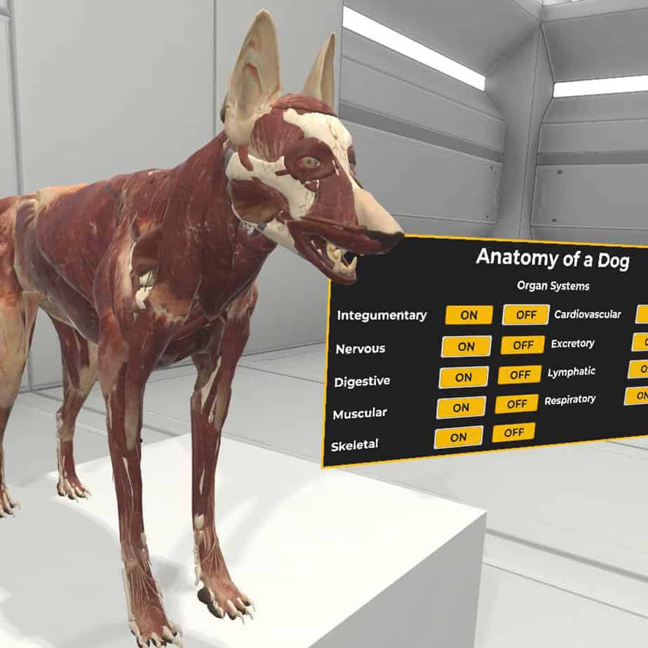 Virtual Dog Anatomy