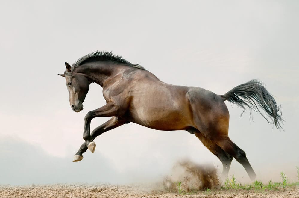 From Classic to Unique: Perfect Names for Geldings and Stallions - Home ...