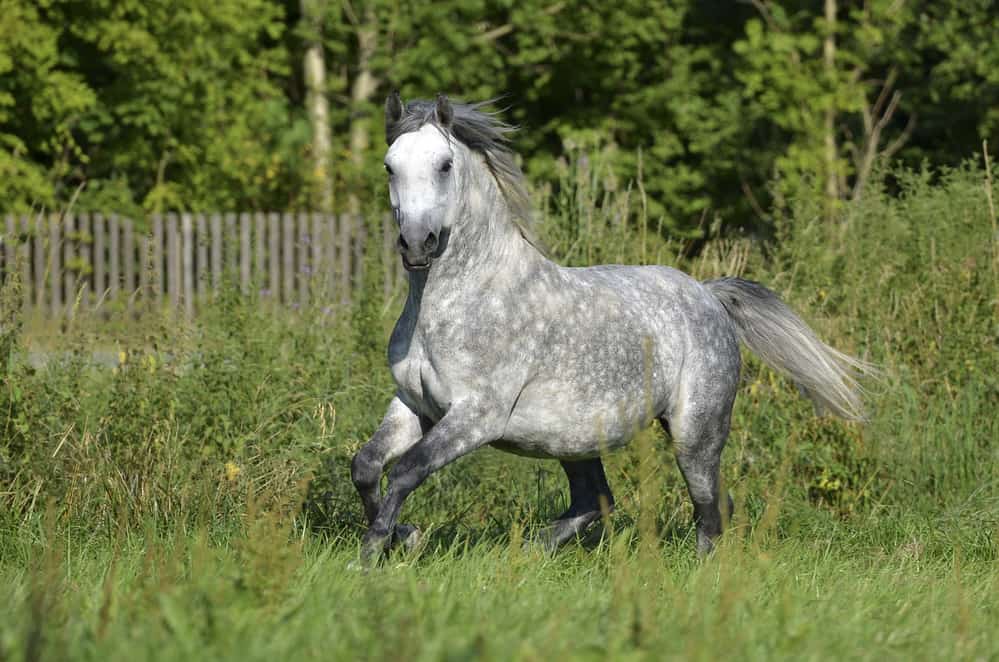 Lipizzaner Horses in Focus: Beauty and Brilliance Explored - Home In ...