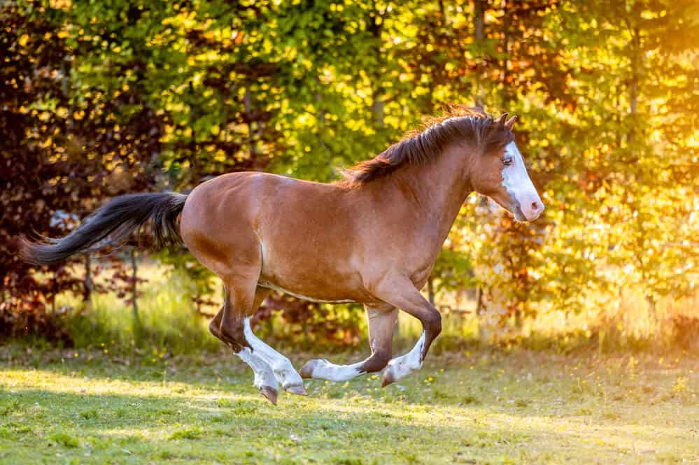 Welsh Horse Names For Your Mare or Stallion