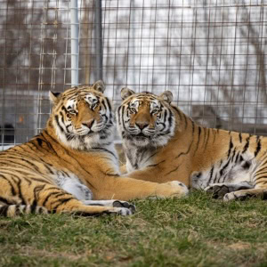 Turpentine Creek Wildlife Refuge - Education Resources