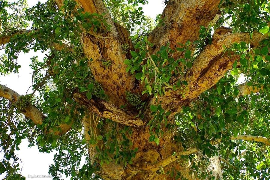 The Legendary and Revered Sycamore Tree of Jericho, Israel