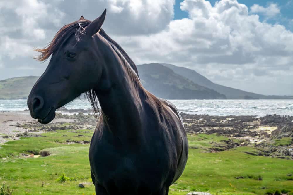 The Best Italian Horse Names For Mares and Stallions - Home In The Pastures