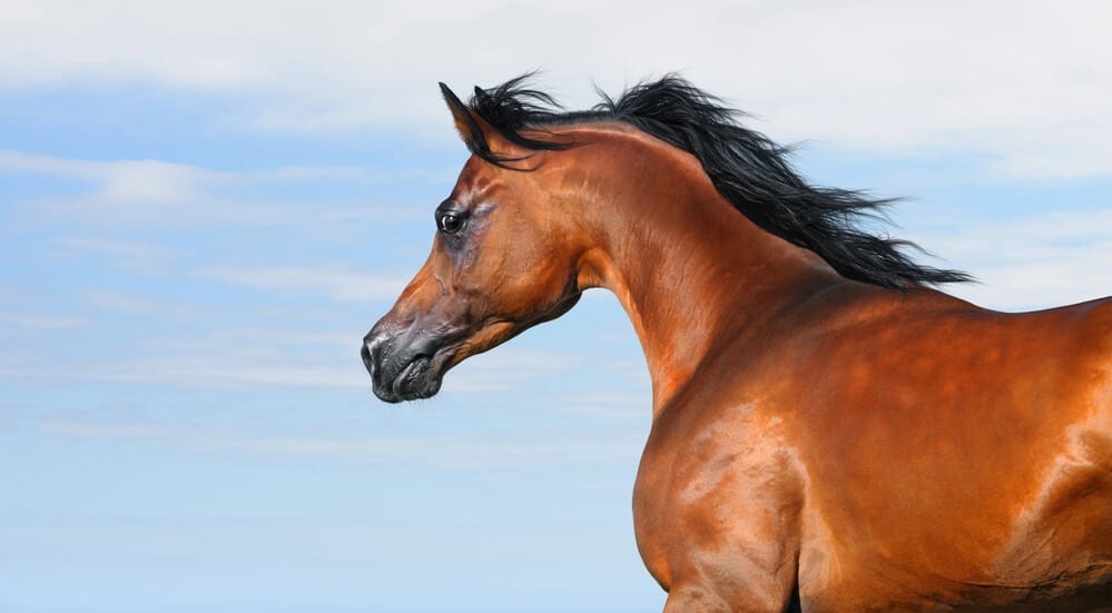 Mustang Horse Names: Finding the Perfect Name for Your Wild Horse ...