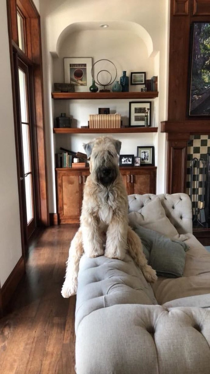 28 Hilarious Dog Photos That Are Impawsible Not To Laugh At - Page 2 of 3