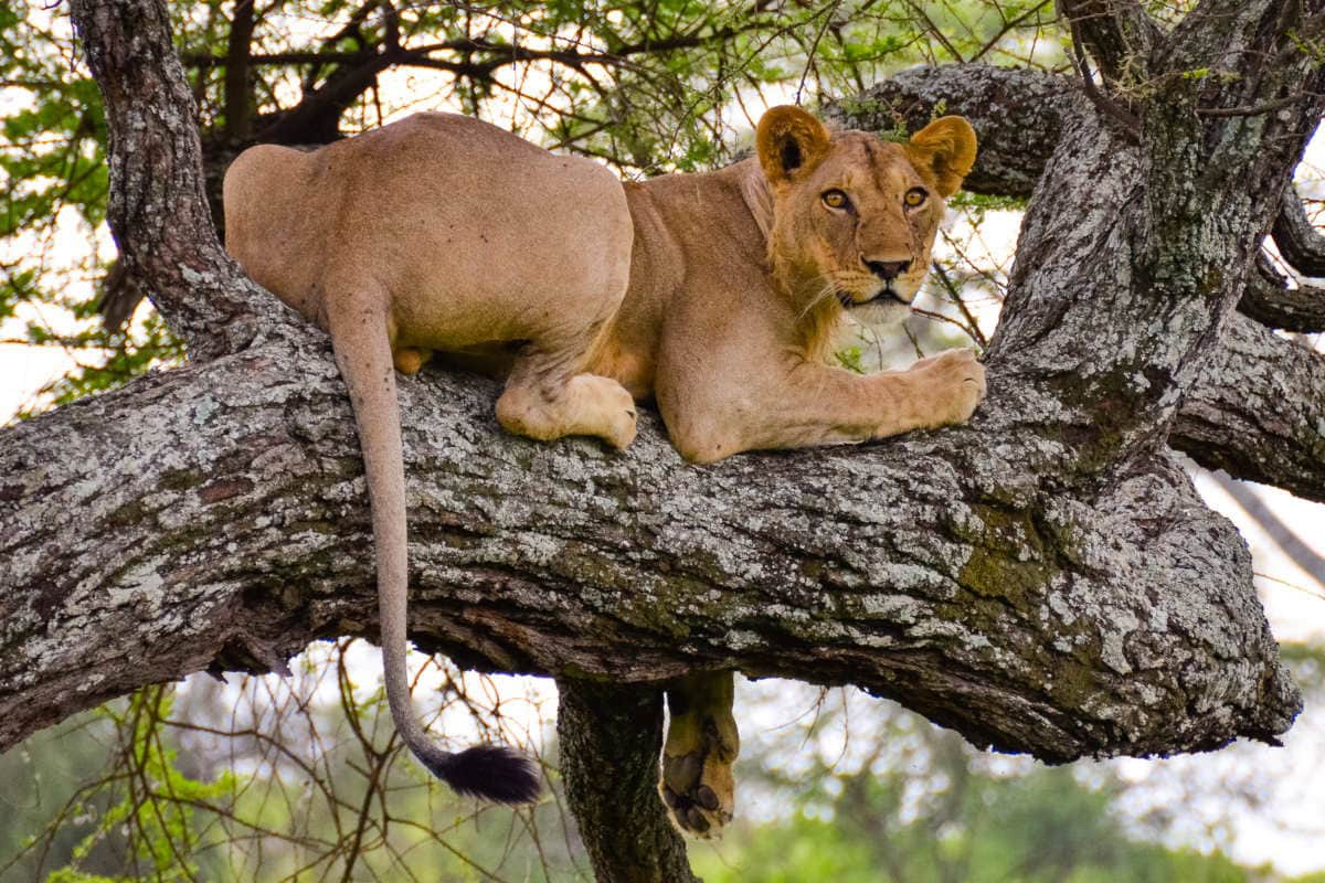 Tanzania & Zanzibar Safari – From Wild Savannahs to Ocean Paradise ...
