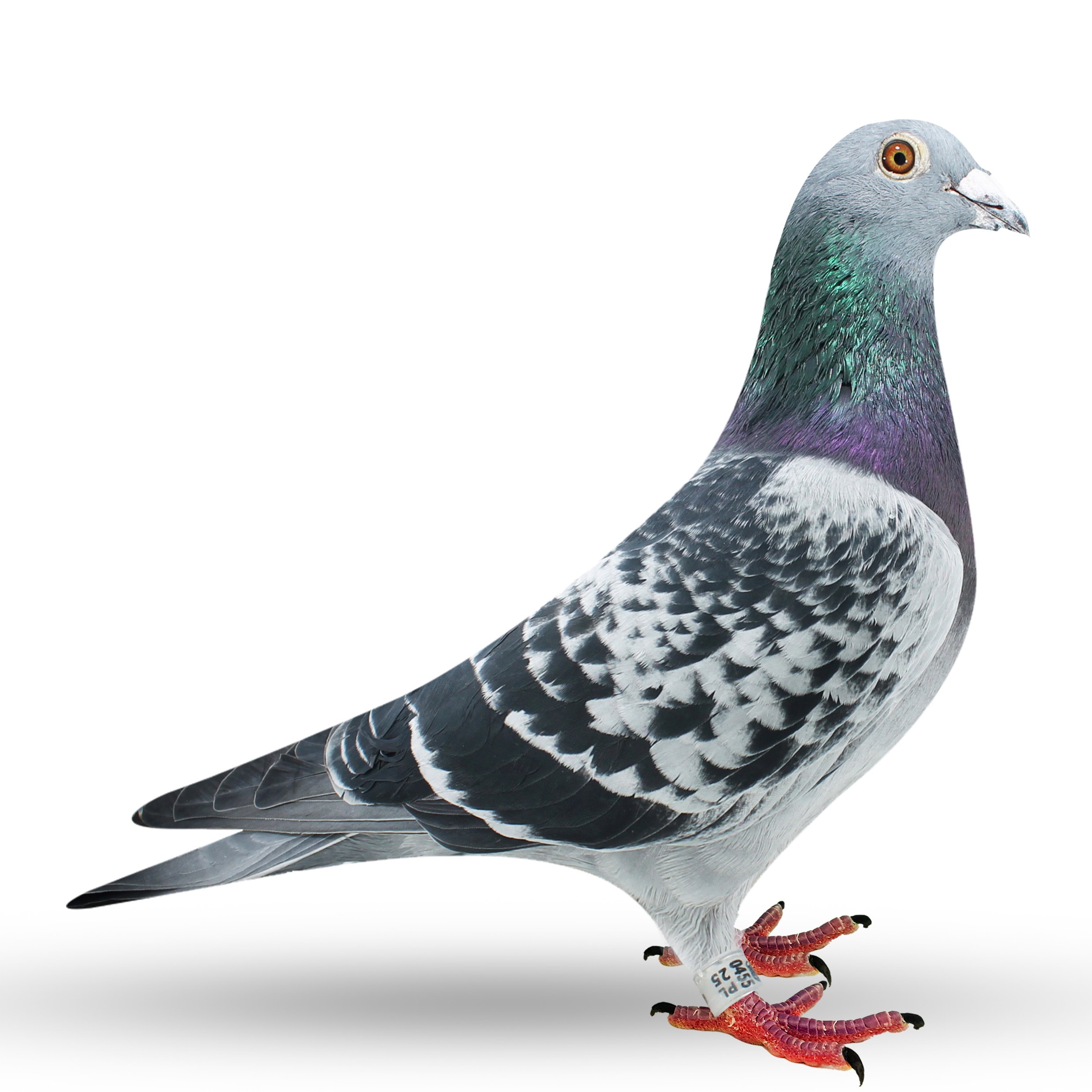 PL-0455-25-4618 - Centrum Hodowlane Europa