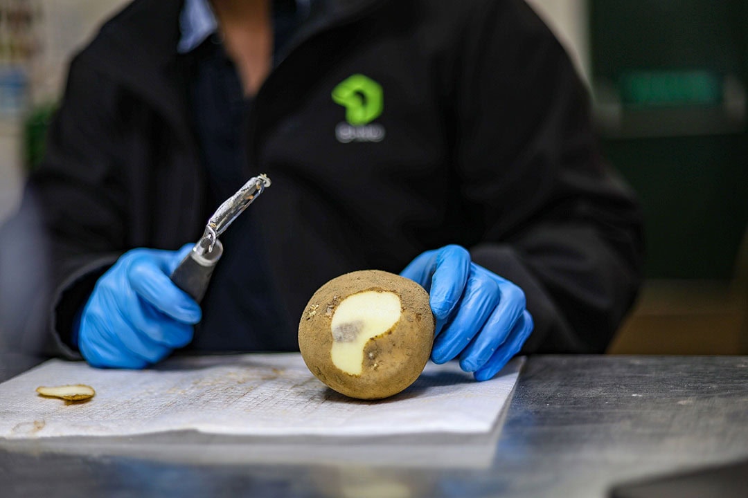 B-hive secures project funding to reduce bruised potato waste - Future ...