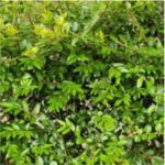 Emerald Green Arborvitae (Thuja occidentalis 'Smaragd) | InstantHedge