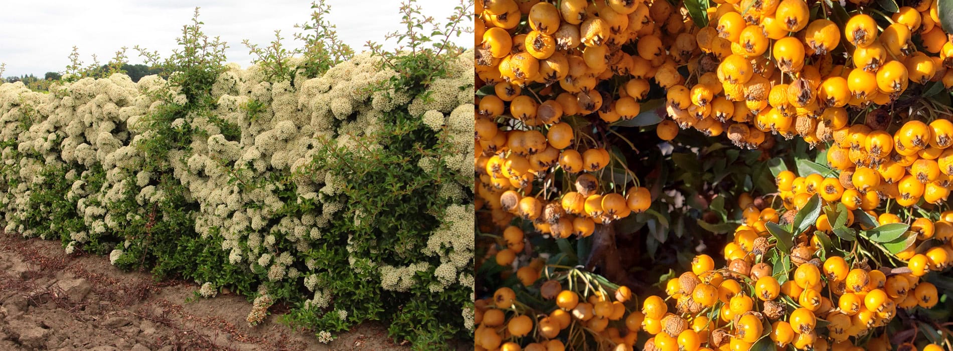 Popular Flowering Hedges For Privacy | InstantHedge