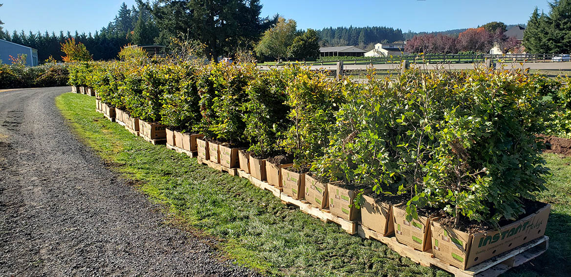 October 2019 - Oregon - InstantHedge - Privacy Hedges for Your Garden