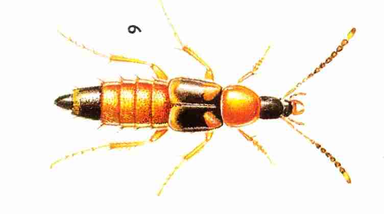 Les Insectes – Bolitobius lunulatus – Zadi Bridge