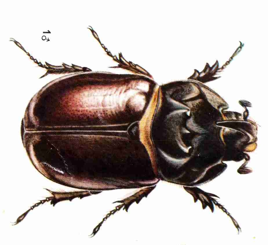 Les Insectes – Oryctes nasicornis – Zadi Bridge