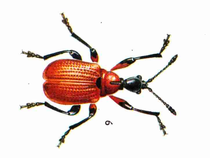 Les Insectes – Apoderus coryli – Zadi Bridge