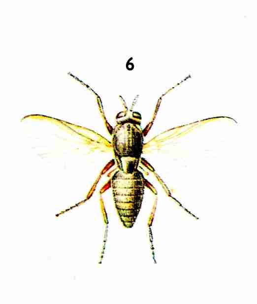 Les Insectes - Simulium equinum – Zadi Bridge 2025