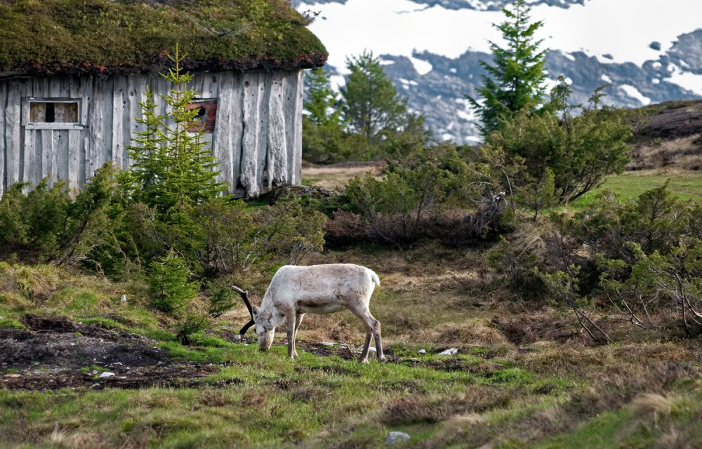 In the Footsteps of Vikings Exploring Wildlife in Norway