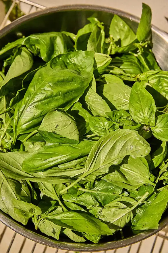Big Batch Basil Pesto Recipe (by Weight)