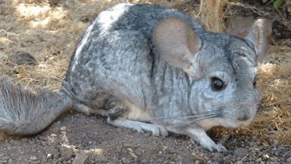¿Qué sabemos de la chinchilla chilena? | FullOutdoor