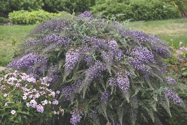 Outsmarting Invasive Plants Outsmarting Invasive Plants