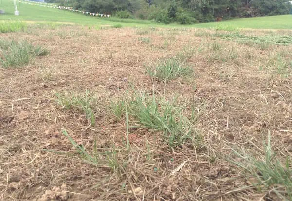 Troubleshooting Turfgrass Diseases