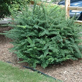 ruby carousel barberry