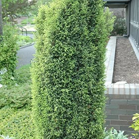 pencil point juniper tree