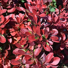 ruby carousel barberry