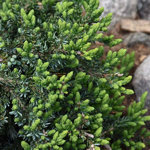 pencil point juniper tree