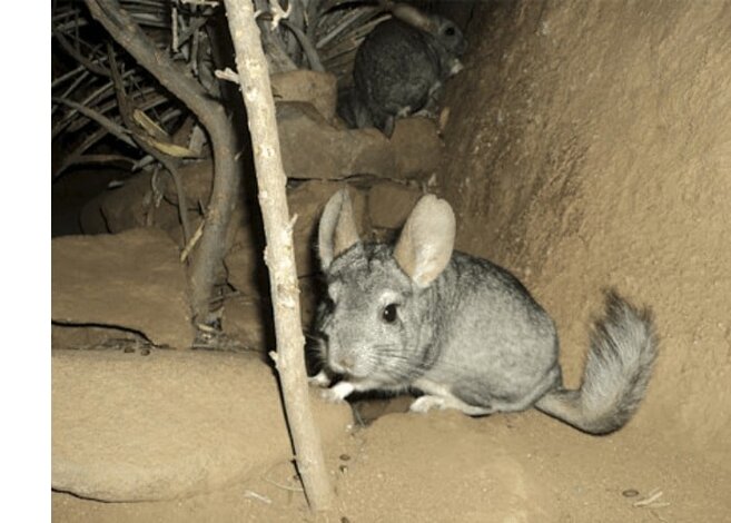 ¿Qué sabemos de la chinchilla chilena? | FullOutdoor