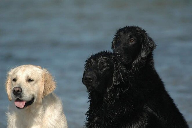 A Verdade Sobre o Golden Retriever Preto [2021] - O GOLDEN RETRIEVER