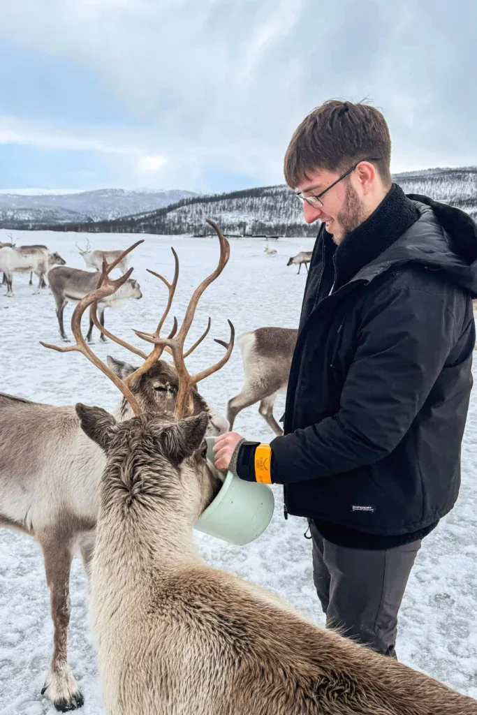 The Best Reindeer Sledding in Tromso! - Under Northern Skies