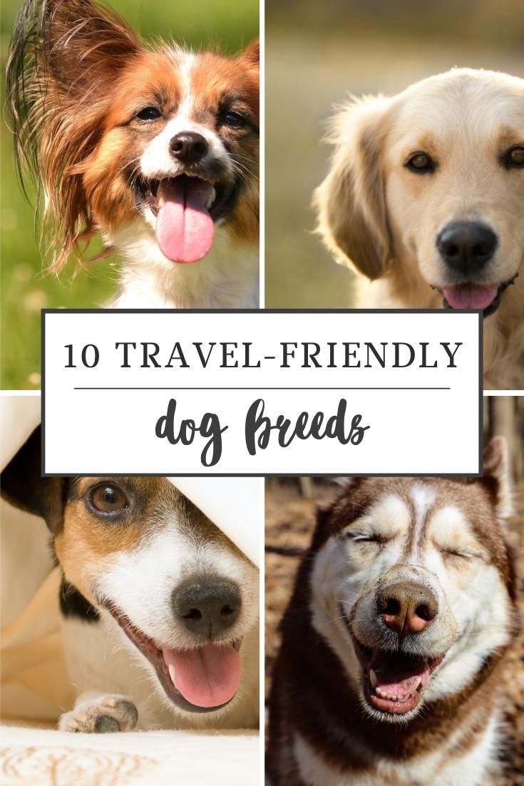 10 Travel Friendly Dog Breeds for Travel Enthusiasts - Pets