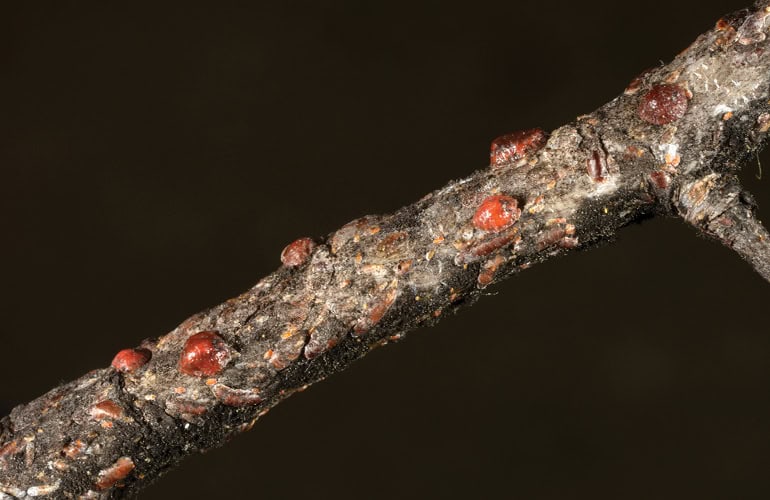 Scaling Back Tree Scale