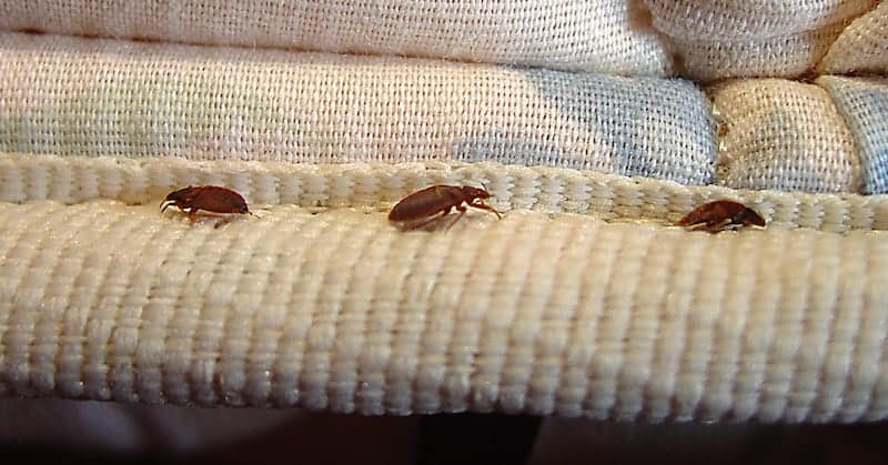 How To Control Bed Bugs In Your Commercial Facility