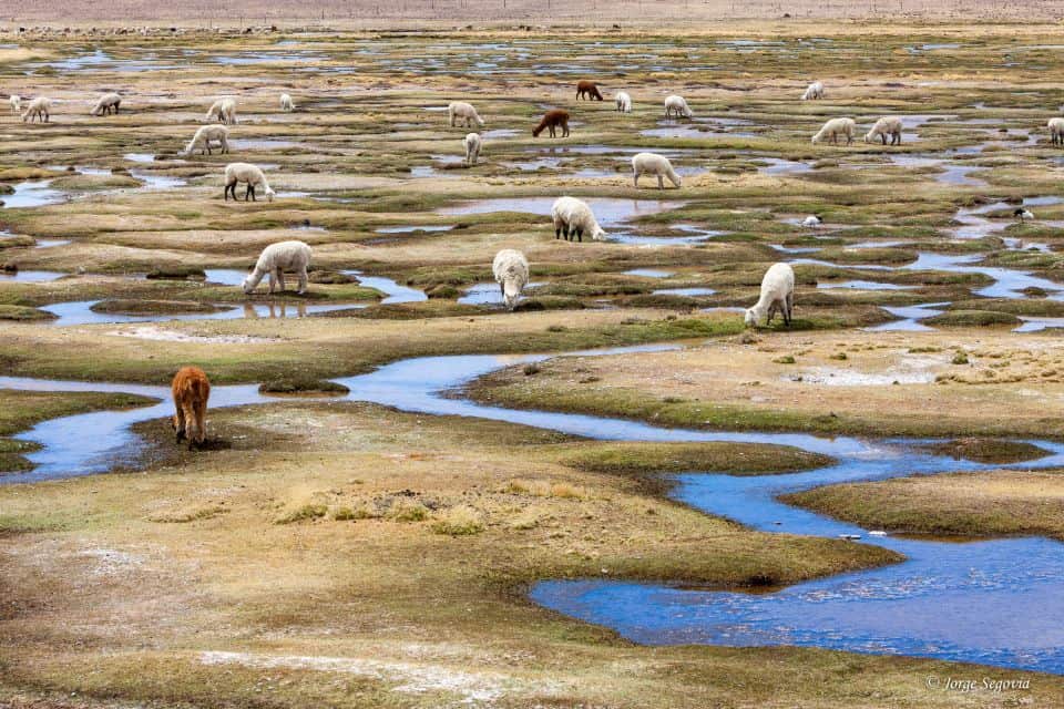 Salar andino de día completo con desayuno y almuerzo | FullOutdoor