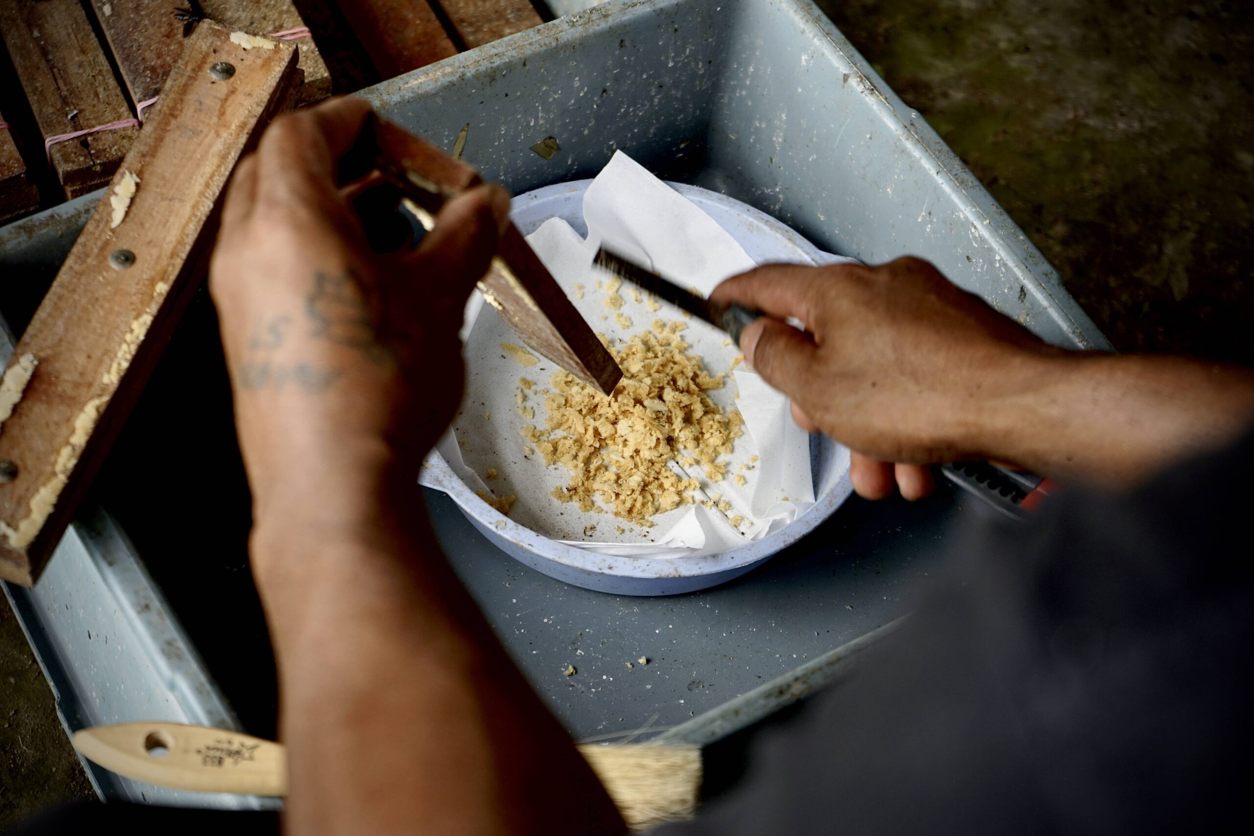 Siklus Hidup Maggot - Himmah Online