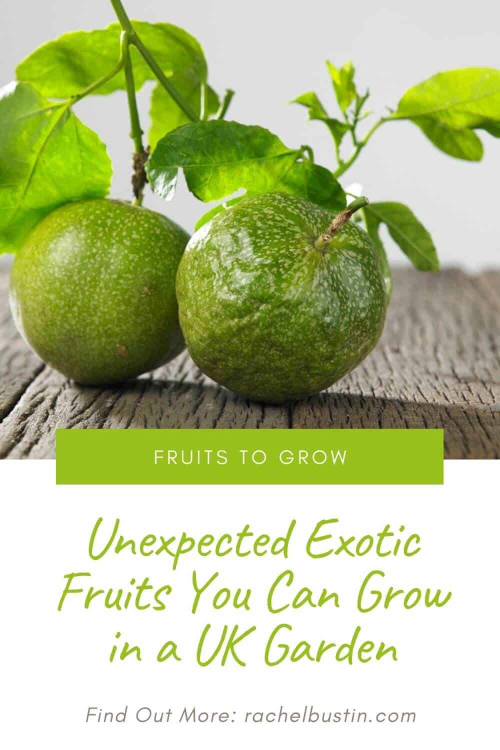 Unexpected Exotic Fruits You Can Grow in a UK Garden - Rachel Bustin
