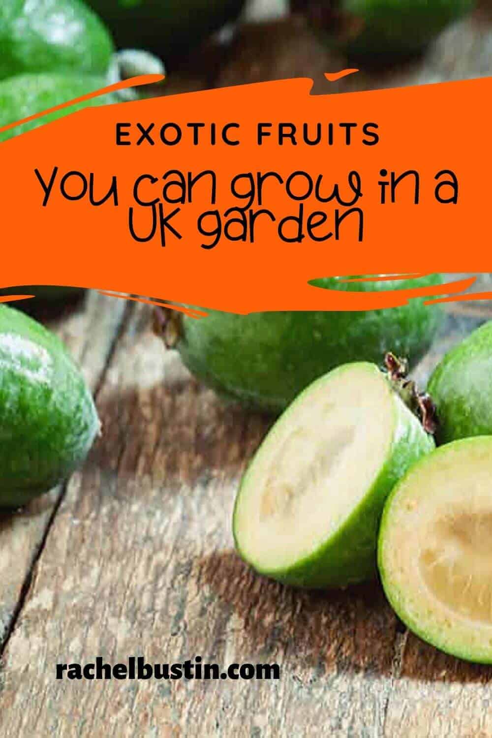 Unexpected Exotic Fruits You Can Grow in a UK Garden - Rachel Bustin