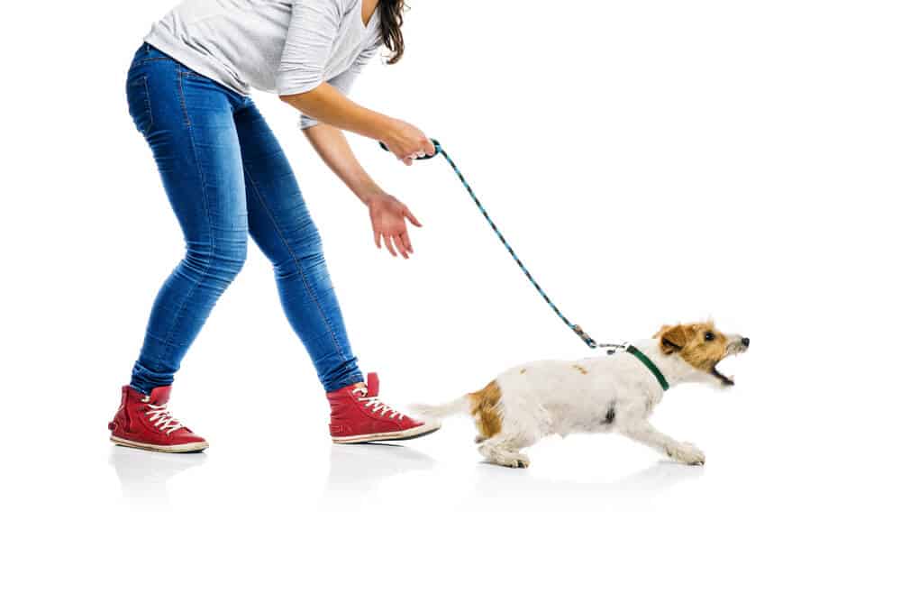 Training Tips for an Aggressive Dog - Rachel Bustin