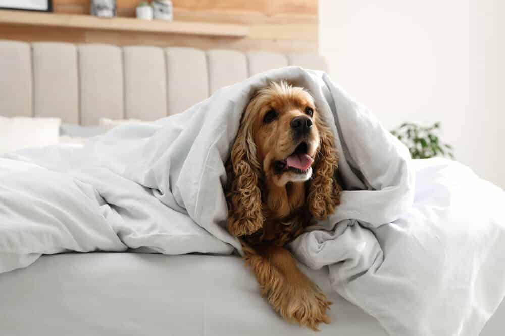 Doggy Drip: Understanding and Managing Runny Noses in Dogs - Rachel Bustin