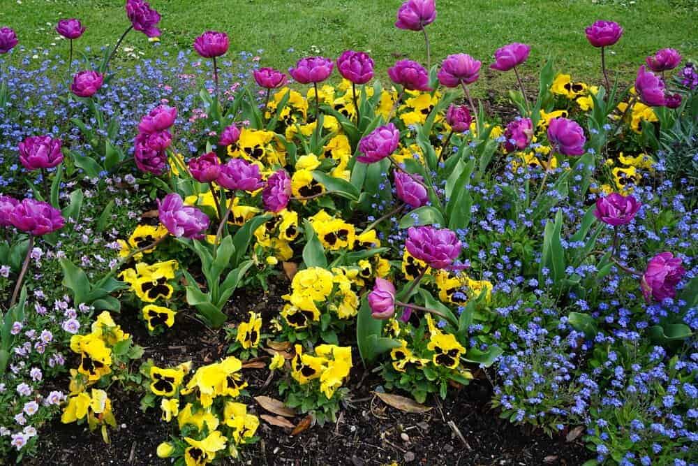 The Best Companion Plants for Tulips