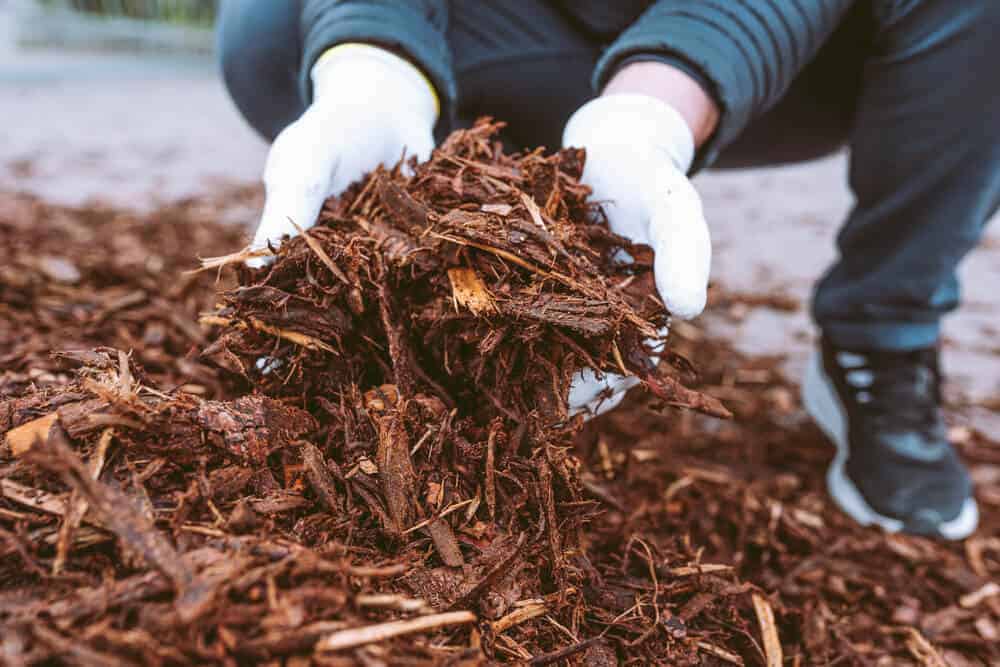 Why Mulching Matters for Your Garden Health - Rachel Bustin