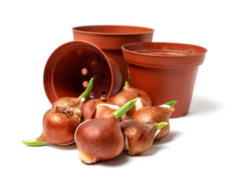 How To Take Care Of Tulips In Pots - Rachel Bustin