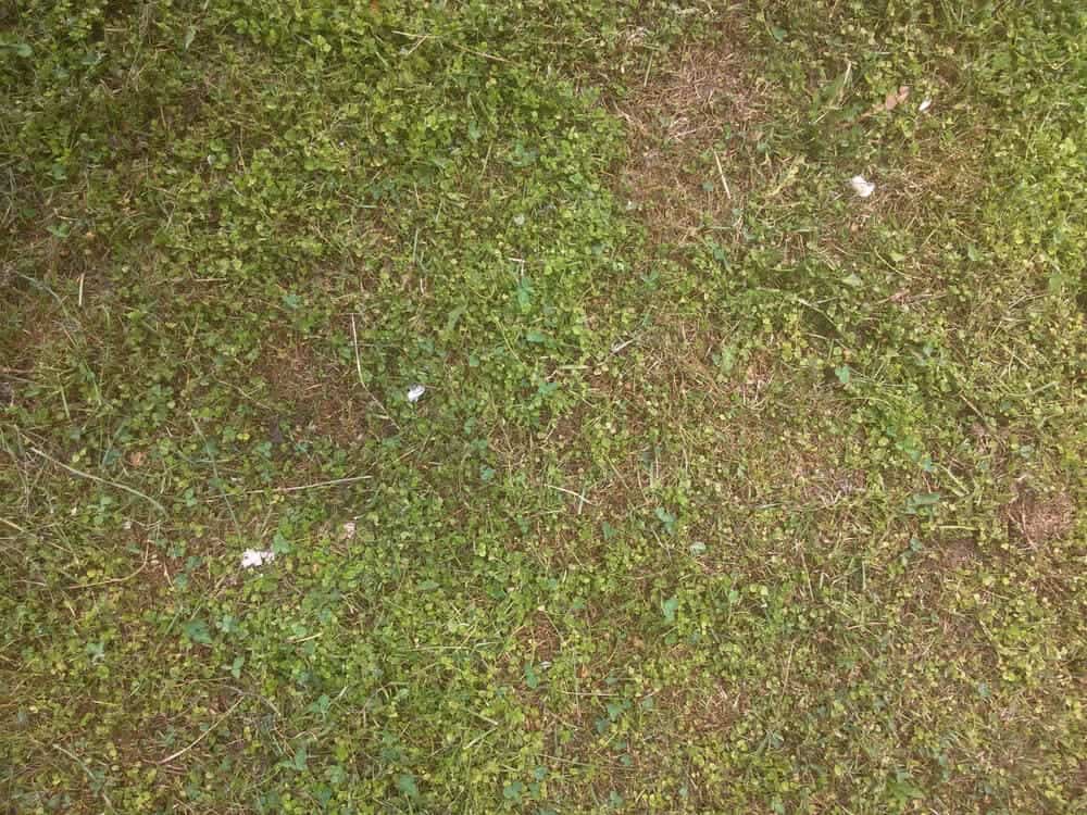 How to Repair Bald Patches in Your Lawn - Rachel Bustin