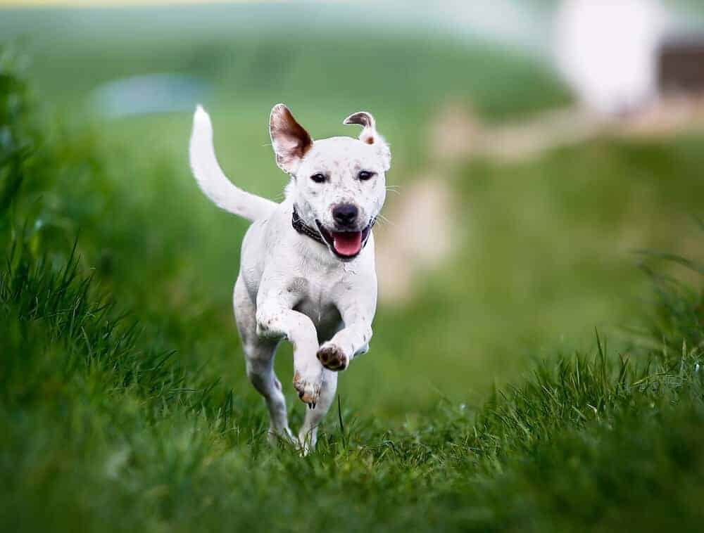 Signs of a Hyper Dog and How to Handle it - Rachel Bustin