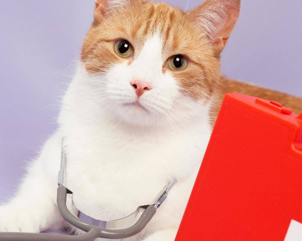 Cat Safety Tips to Keep Kitty Safe Indoors and Out